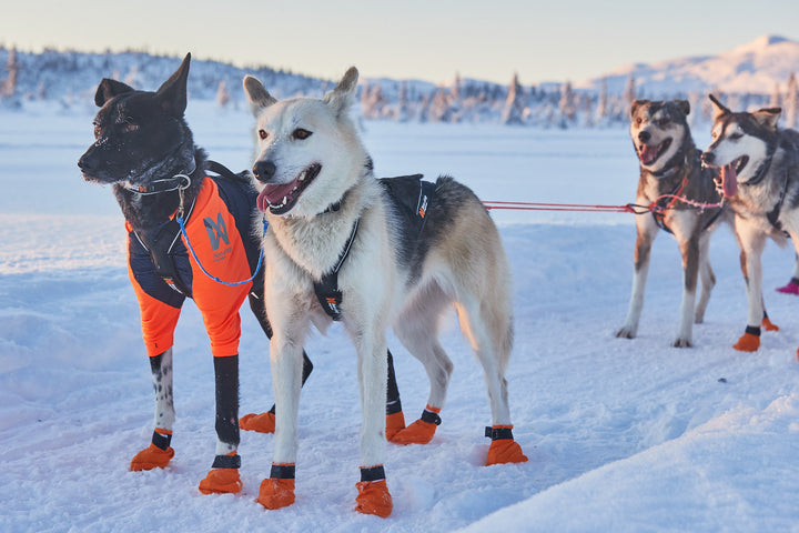 Dog mushing gear | Equipment for sled dogs and mushers – Non-stop dogwear
