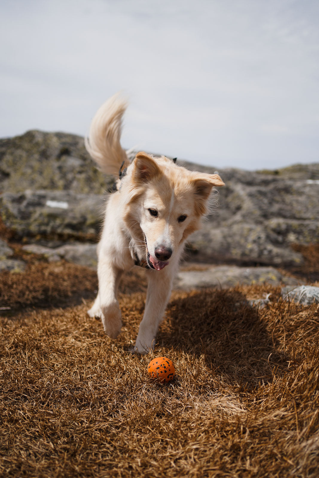 Dog toy | Dog ball – Non-stop dogwear