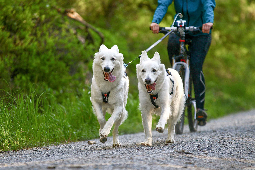 Détachable bike antenna | Bike antenna KLICKfix – Non-stop dogwear