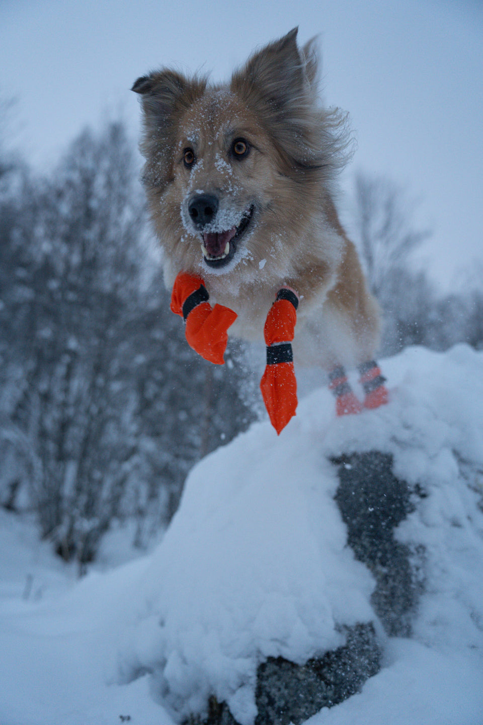 High dog snow booties | Contact bootie high – Non-stop dogwear