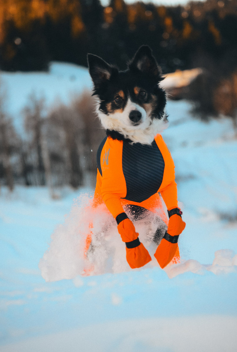 Dog mushing gear | Equipment for sled dogs and mushers – Non-stop dogwear