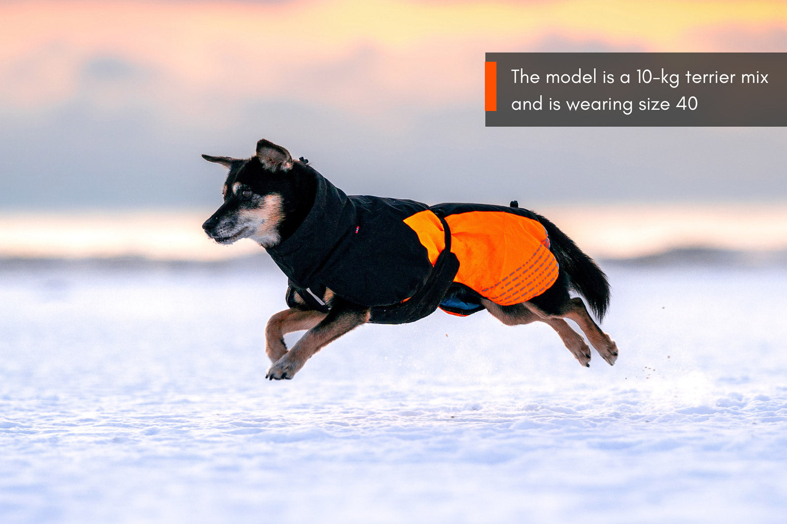Insulated dog jacket | Glacier jacket 2.0 – Non-stop dogwear
