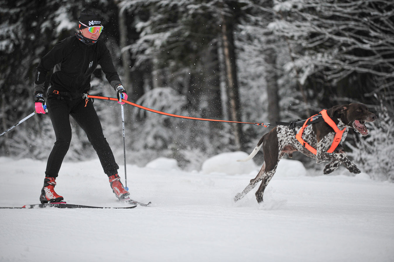 Ultralight skijoring belt | Løype belt pro – Non-stop dogwear