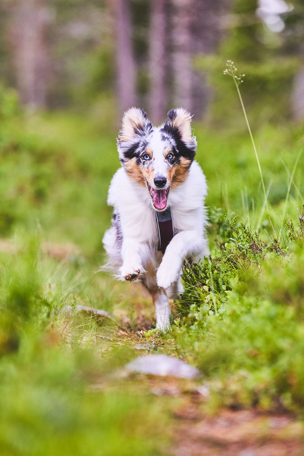 Dog harness | Line harness 5.0 – Non-stop dogwear