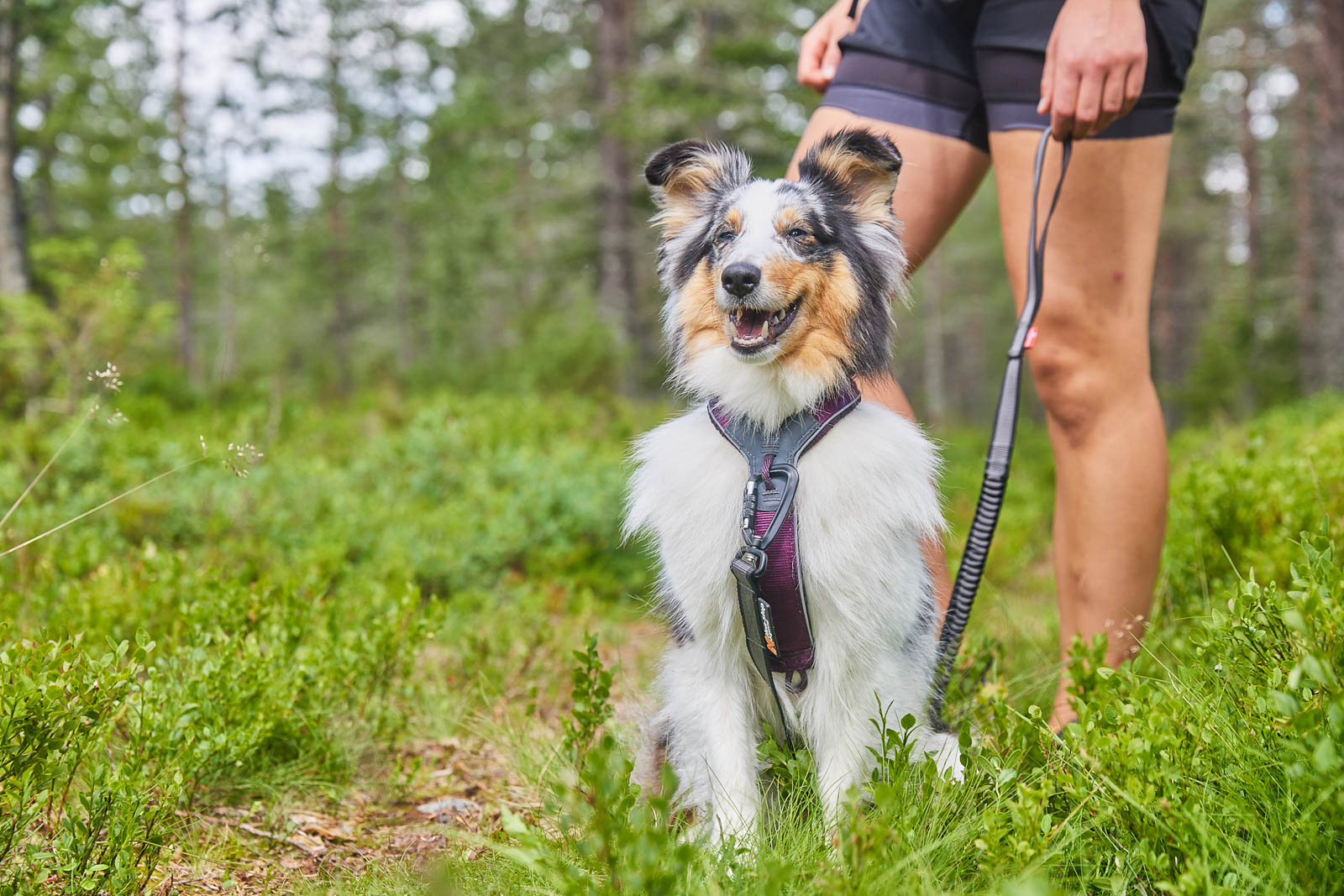 Dog harness | Line harness 5.0 – Non-stop dogwear