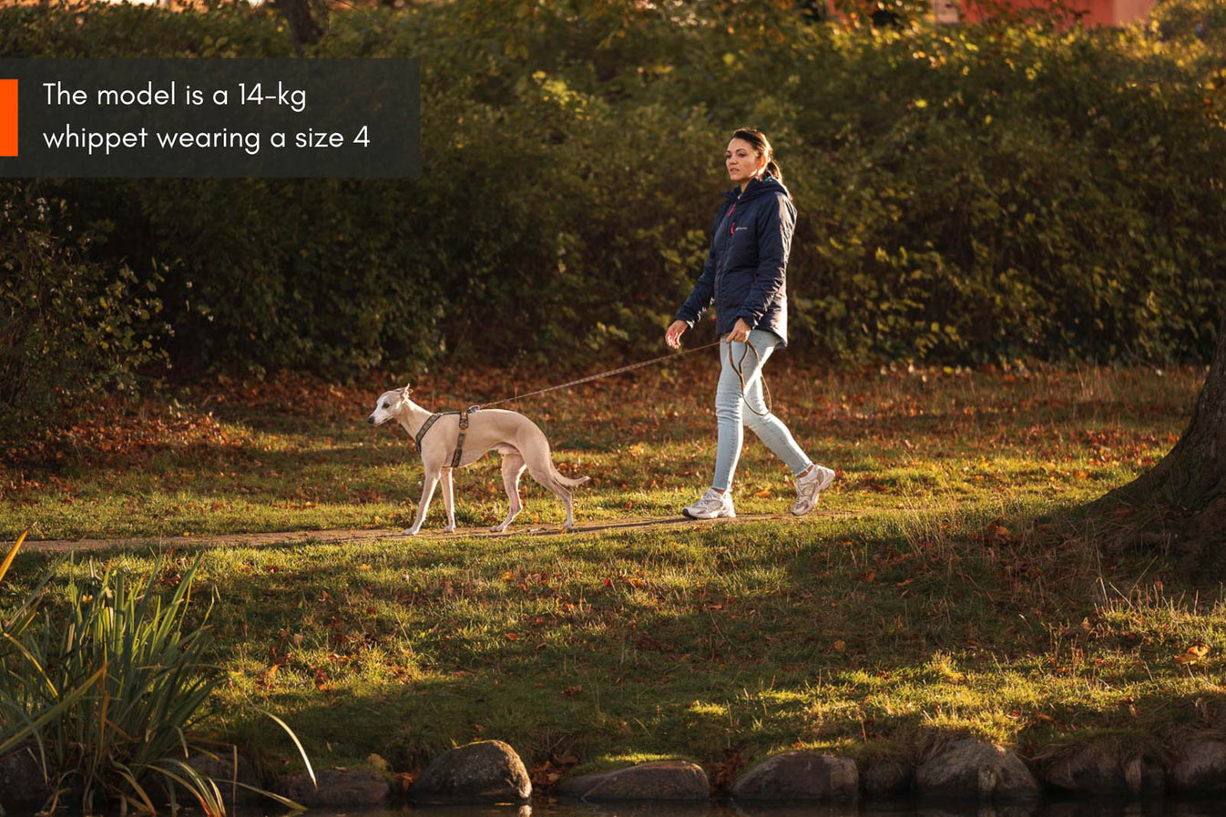 Padded dog harness | Line harness 5.0 Rachel Pohl edition – Non-stop ...