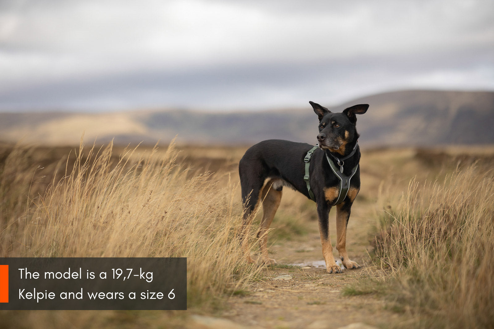 Dog harness | Line harness 5.0 – Non-stop dogwear