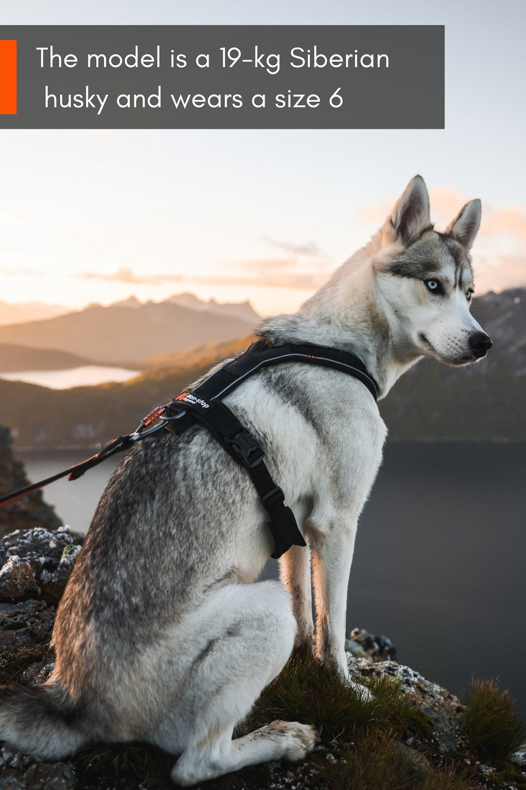 Dog harness | Line harness 5.0 – Non-stop dogwear