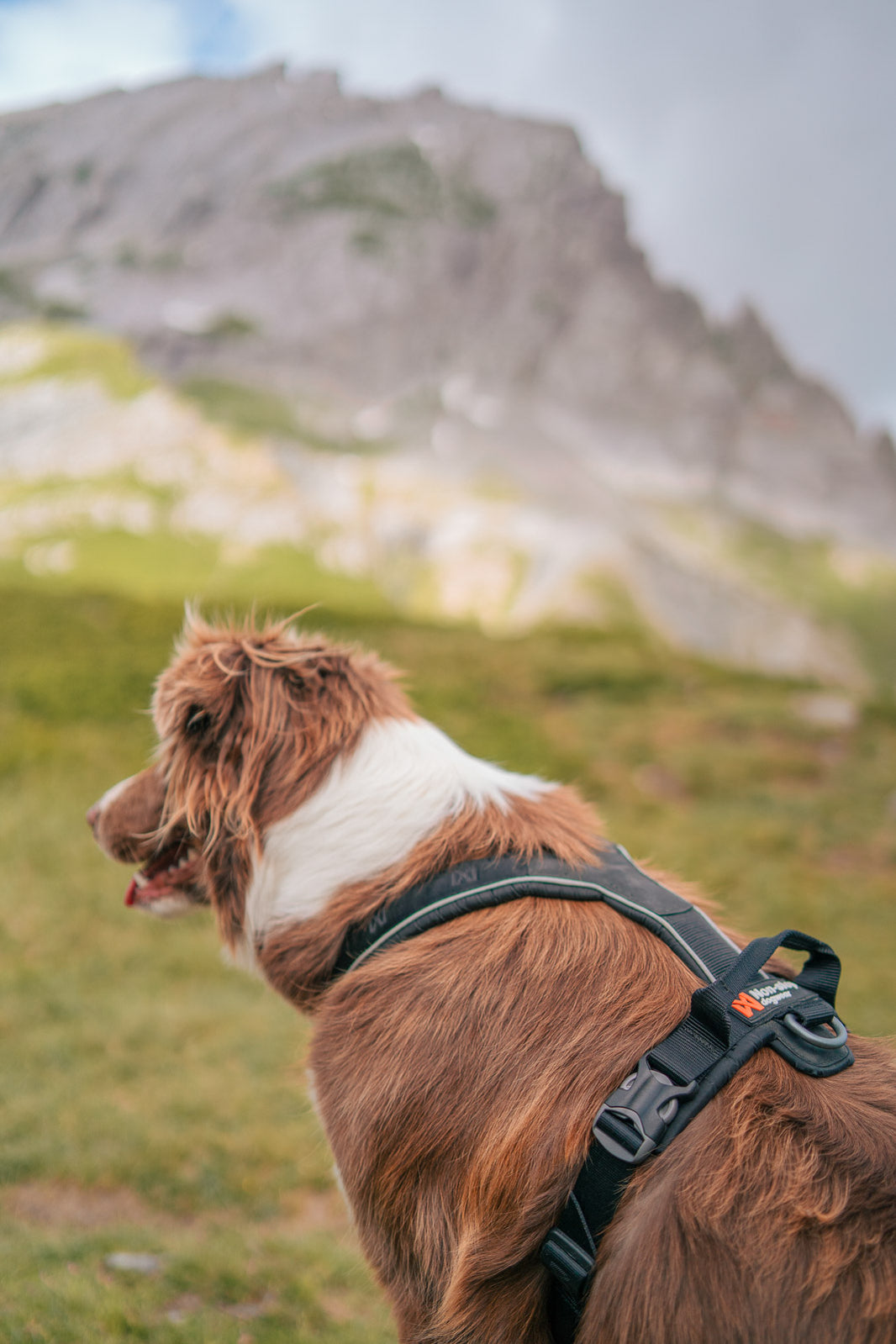 Dog harnesses | Dog harness for running and hiking – Non-stop dogwear