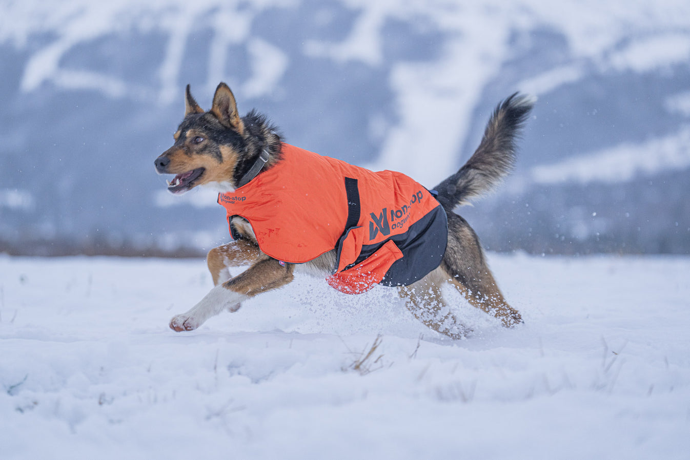 Winterjacke für Hunde | Long distance + jacket – Non-stop dogwear