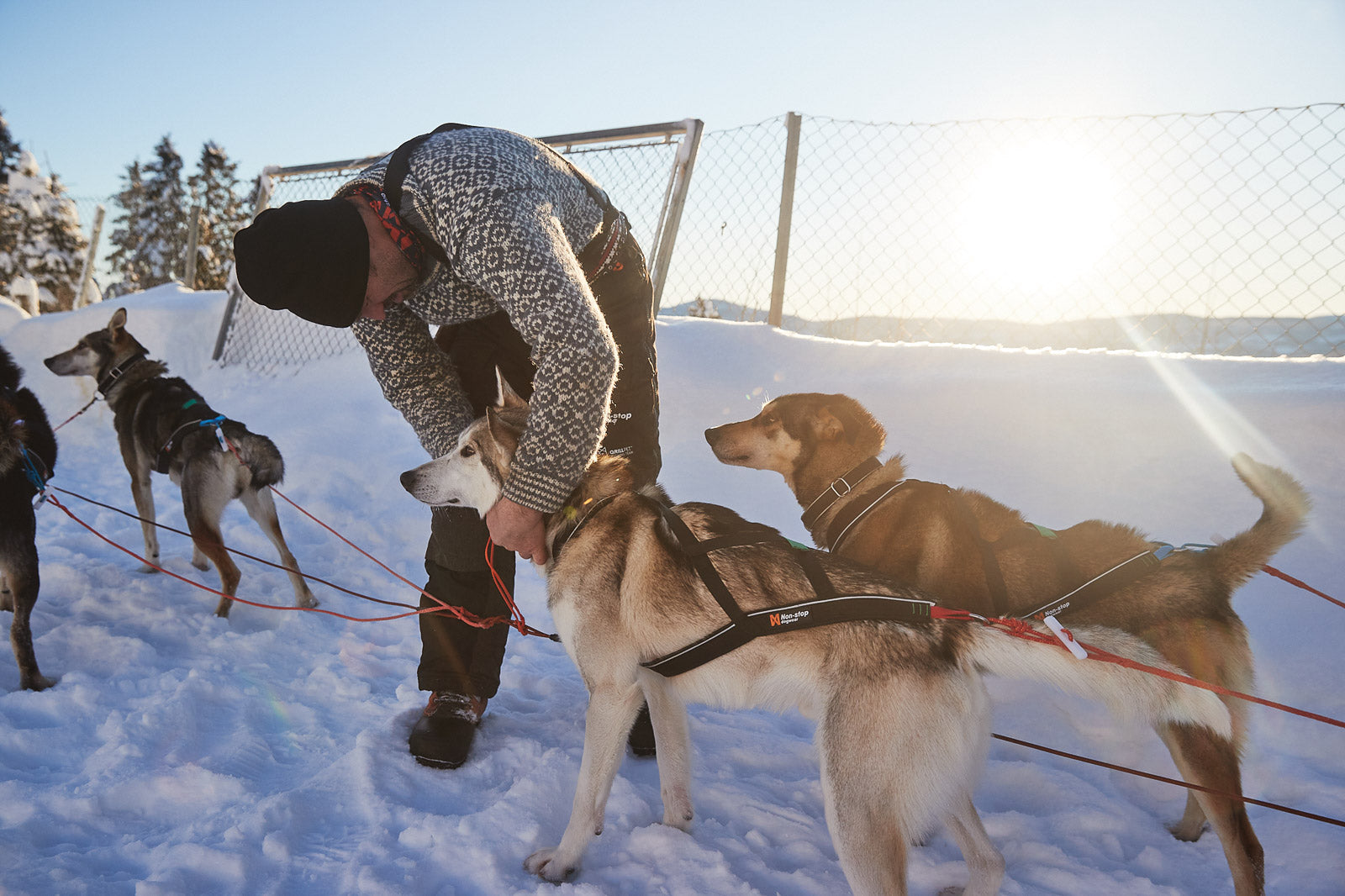 Sled dog harness | Nansen nome harness 5.0 – Non-stop dogwear