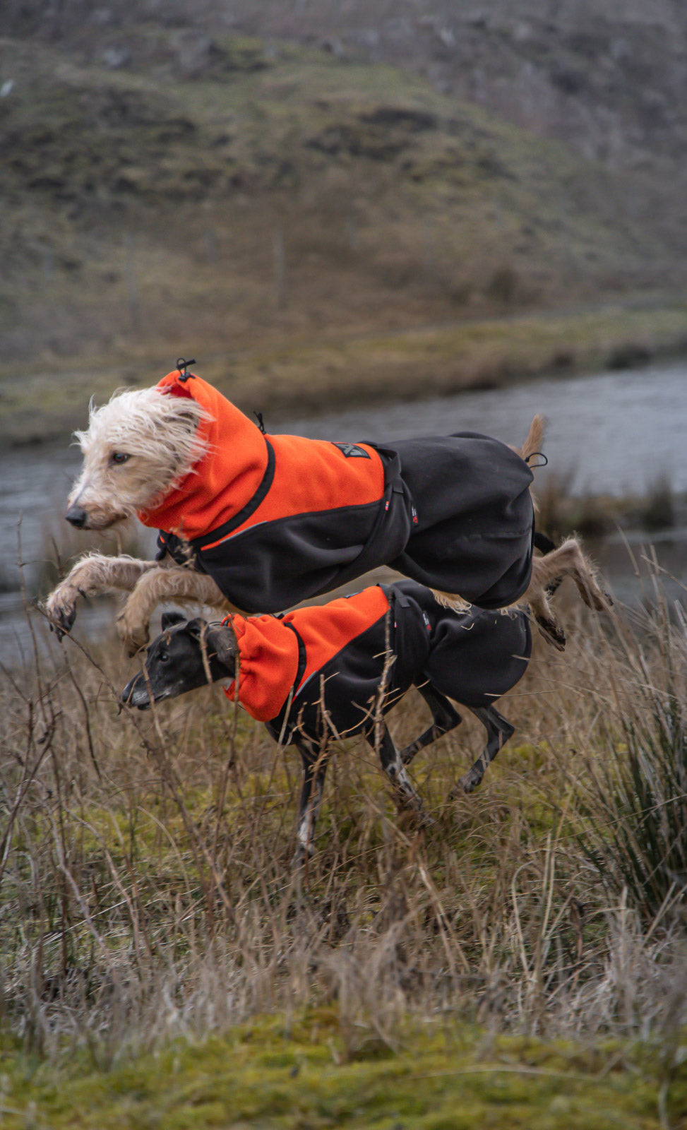 Dog fleece jacket | Phoenix dog jacket – Non-stop dogwear