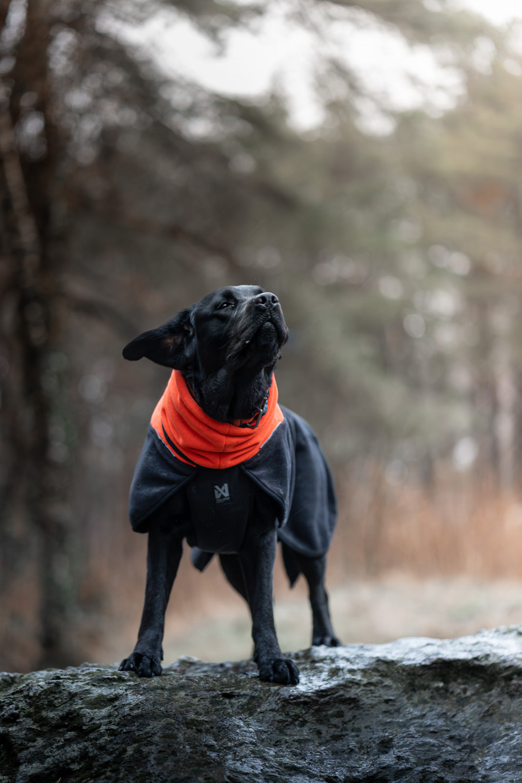 Dog fleece jacket | Phoenix dog jacket – Non-stop dogwear