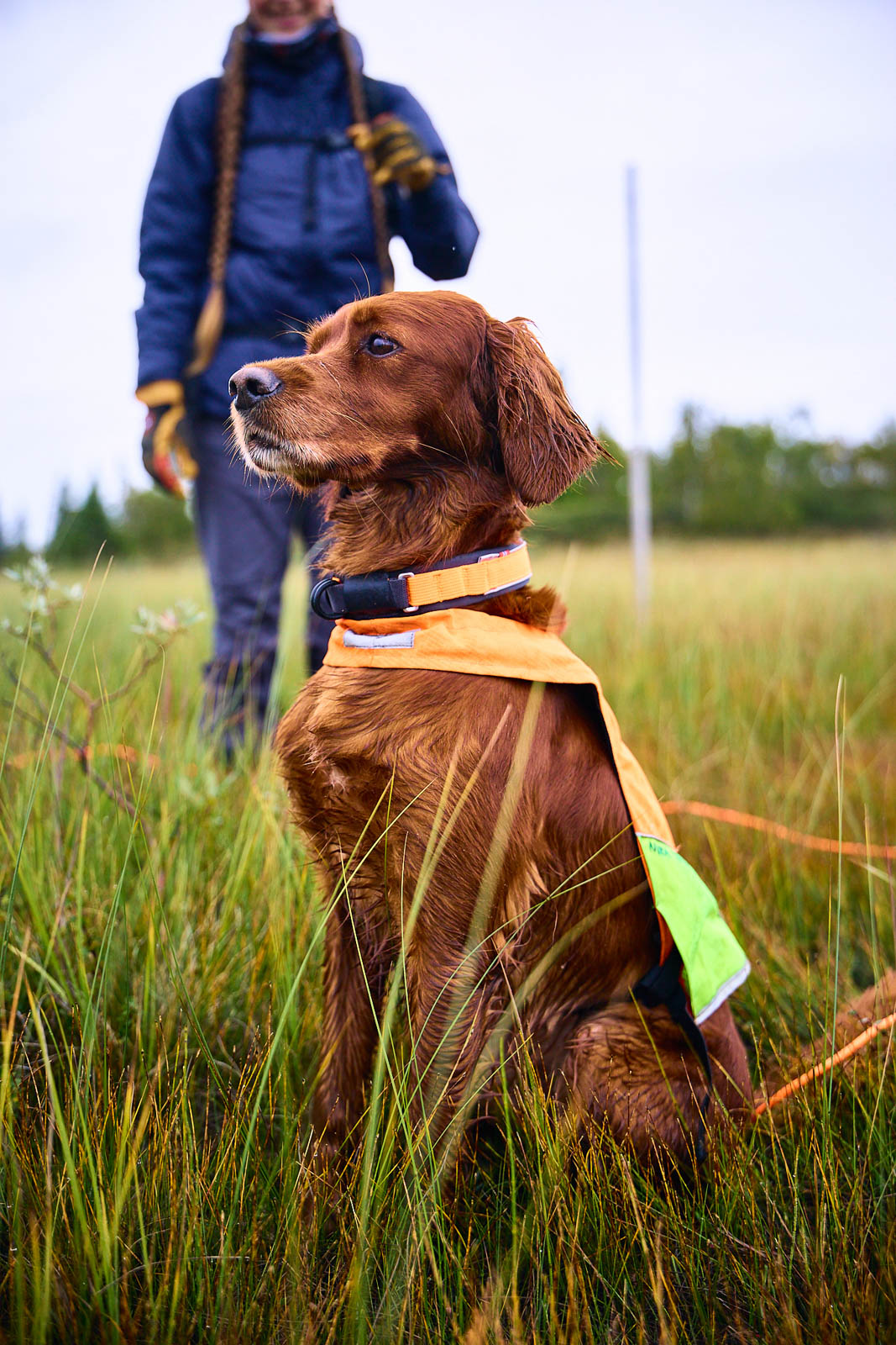 Safety dog collar | Protector collar – Non-stop dogwear