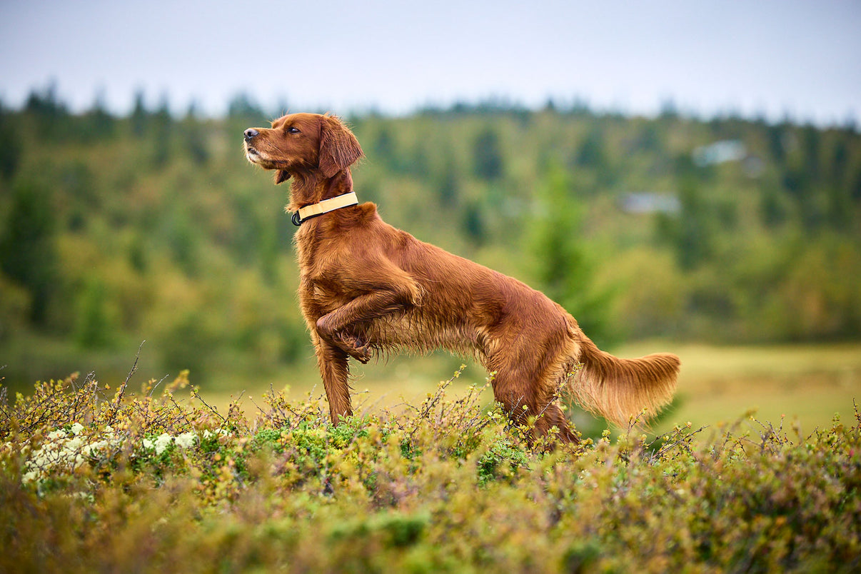 Safety dog collar | Protector collar – Non-stop dogwear