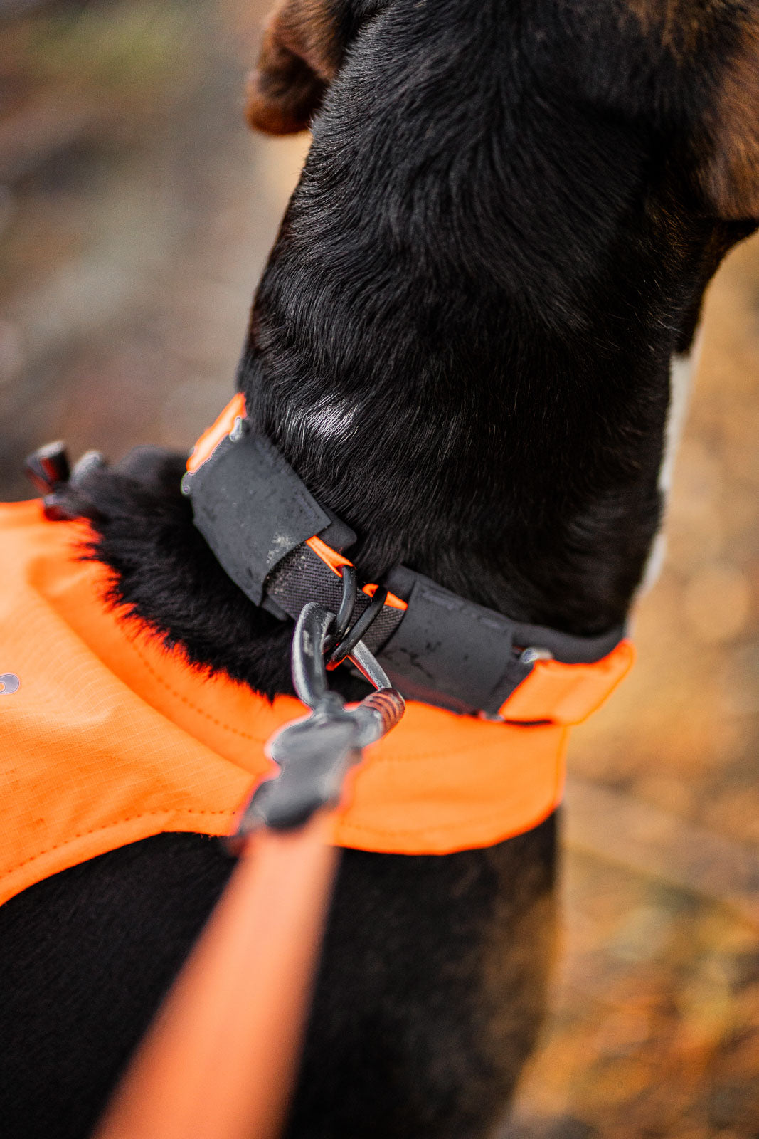 Safety dog collar | Protector collar – Non-stop dogwear