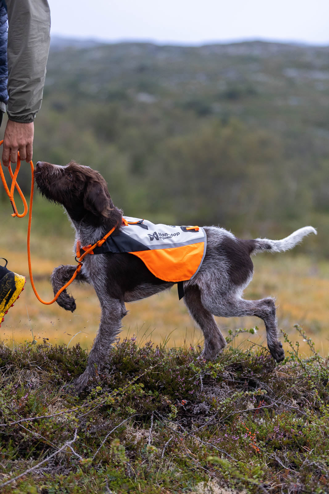 Hi-vis dog vest | Protector cover 2.0 – Non-stop dogwear