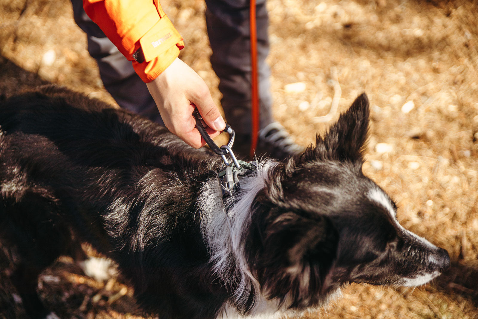 Padded dog collar | Roam collar – Non-stop dogwear
