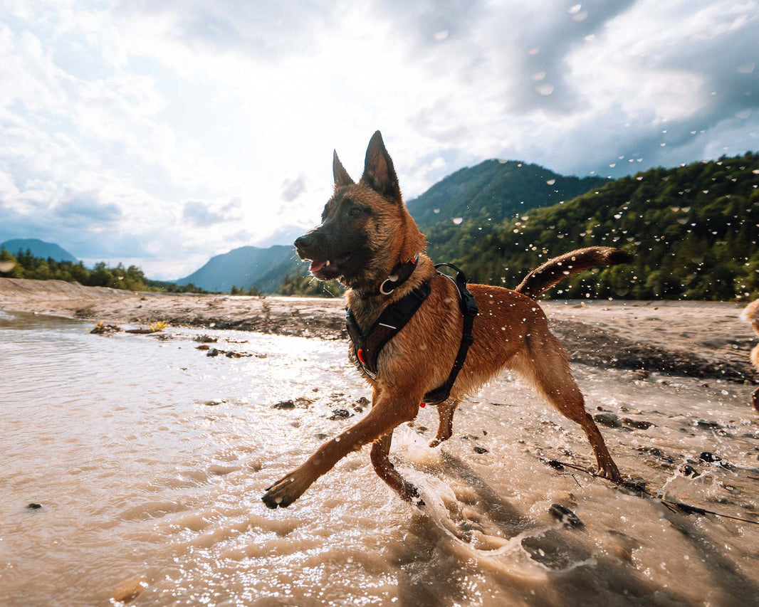Dog harnesses | Dog harness for running and hiking – Non-stop dogwear