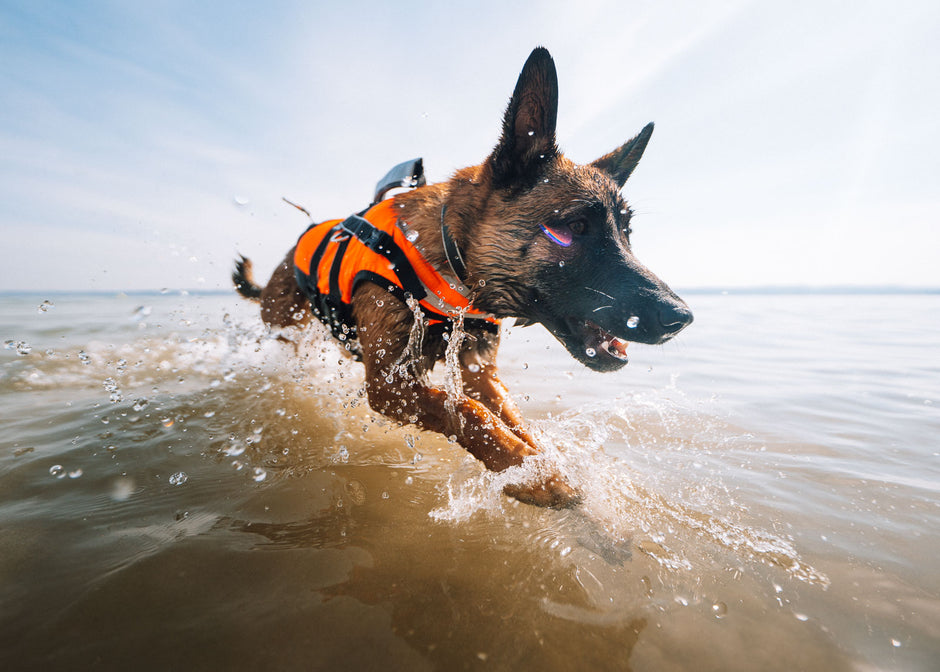 Dog gear | Equipment for active dogs – Non-stop dogwear