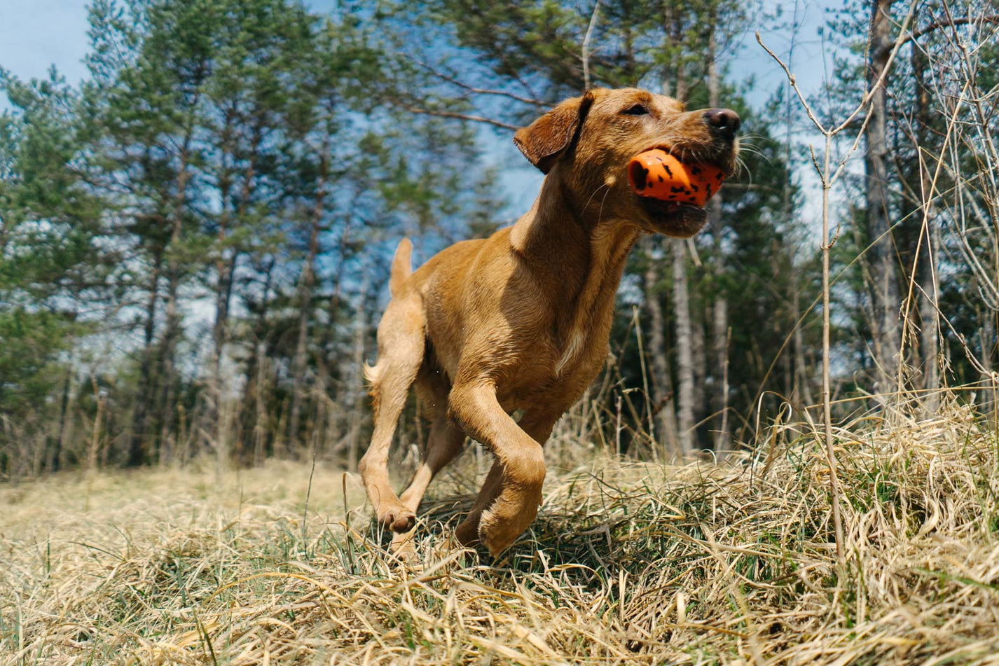 Dog enrichment toy | Dog throw toy – Non-stop dogwear