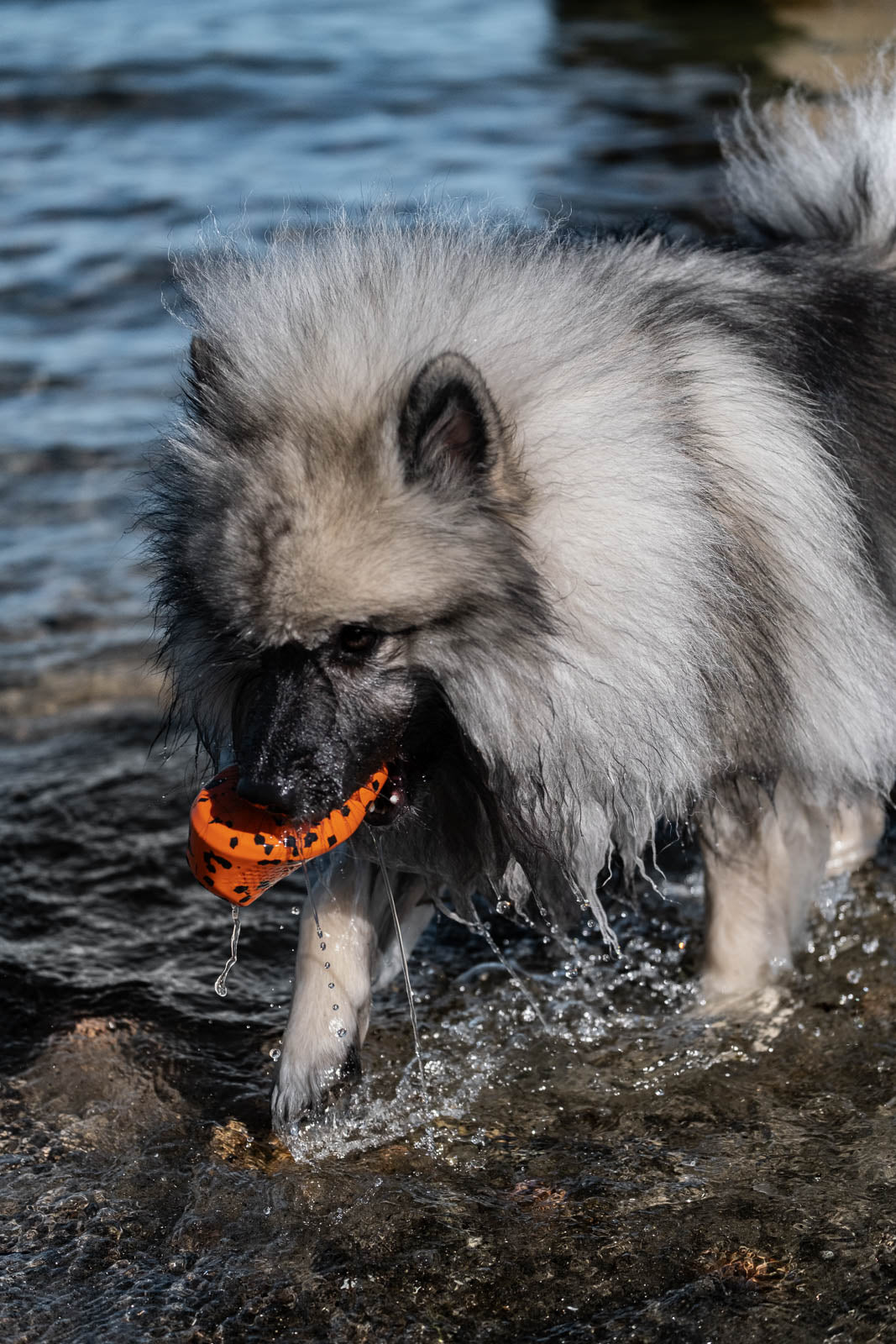 Dog enrichment toy | Dog throw toy – Non-stop dogwear