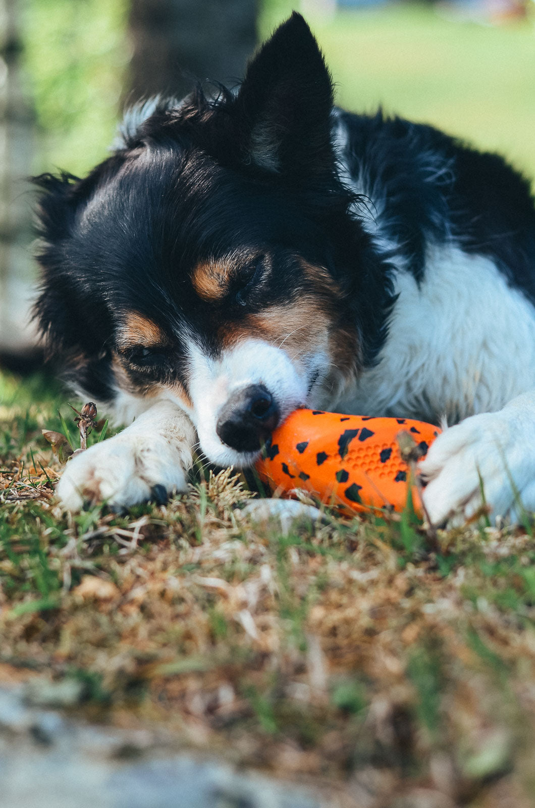 Dog enrichment toy | Dog throw toy – Non-stop dogwear