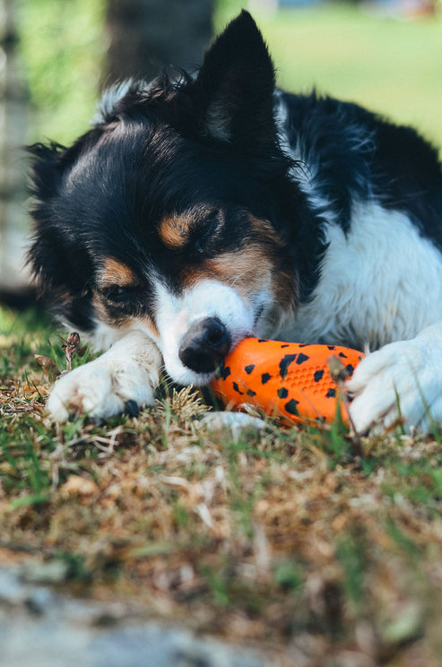 Dog enrichment toy | Dog throw toy – Non-stop dogwear