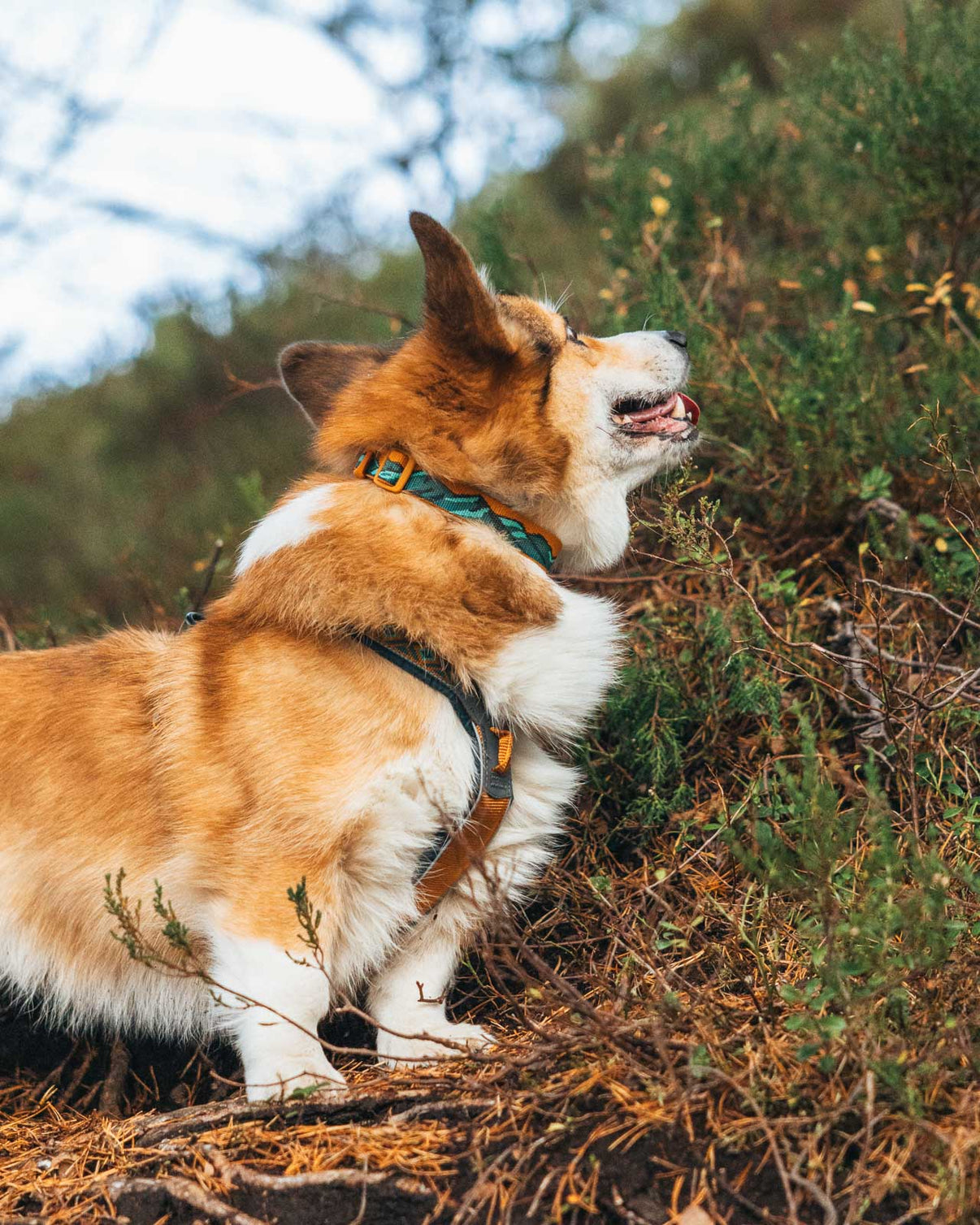Colorful adjustable dog collar | Trail quest collar Rachel Pohl edition ...