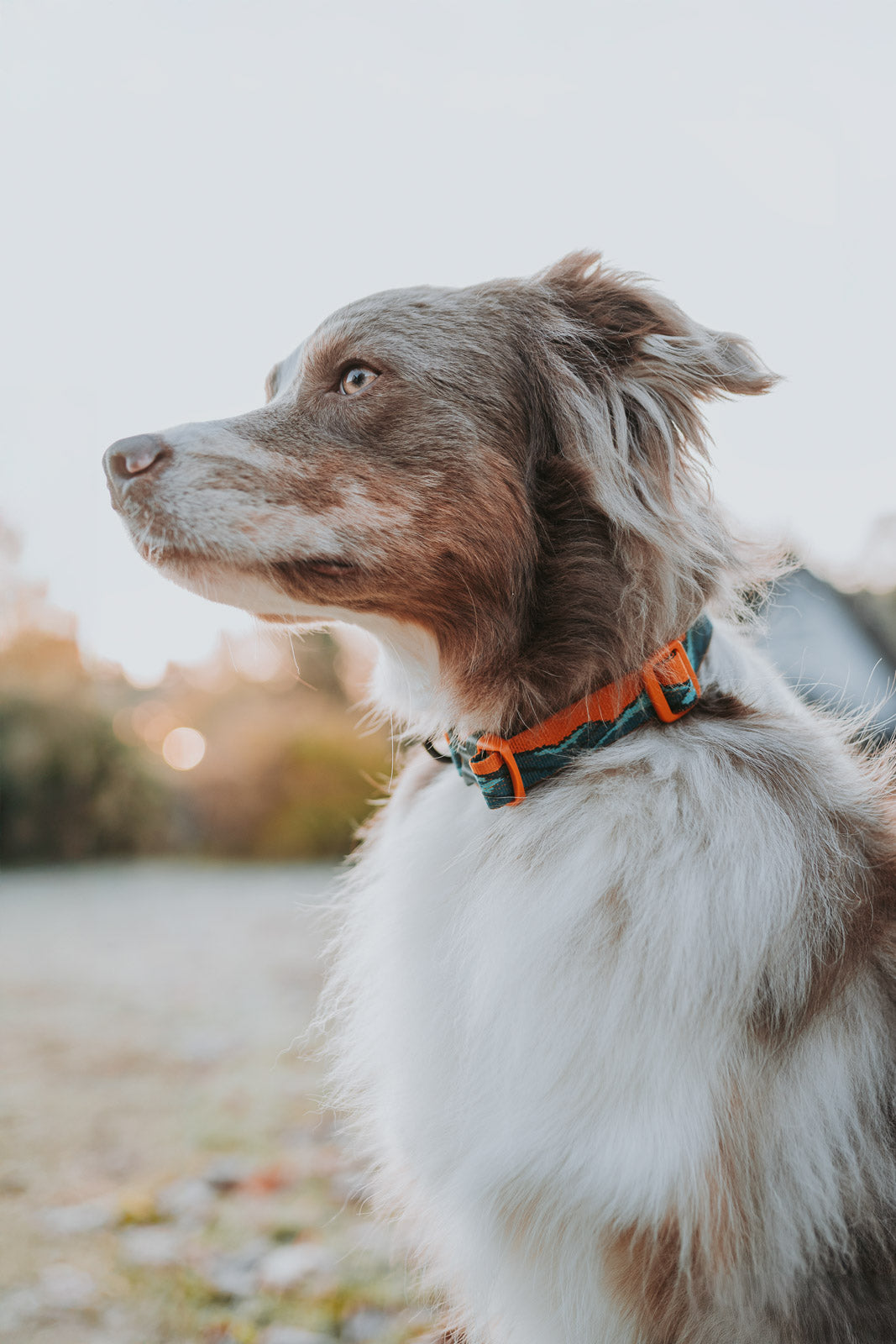 Colorful adjustable dog collar | Trail quest collar Rachel Pohl edition ...