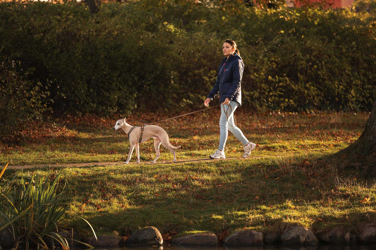 Laisse pour chien rembourrée | Trail quest leash Rachel Pohl edition ...