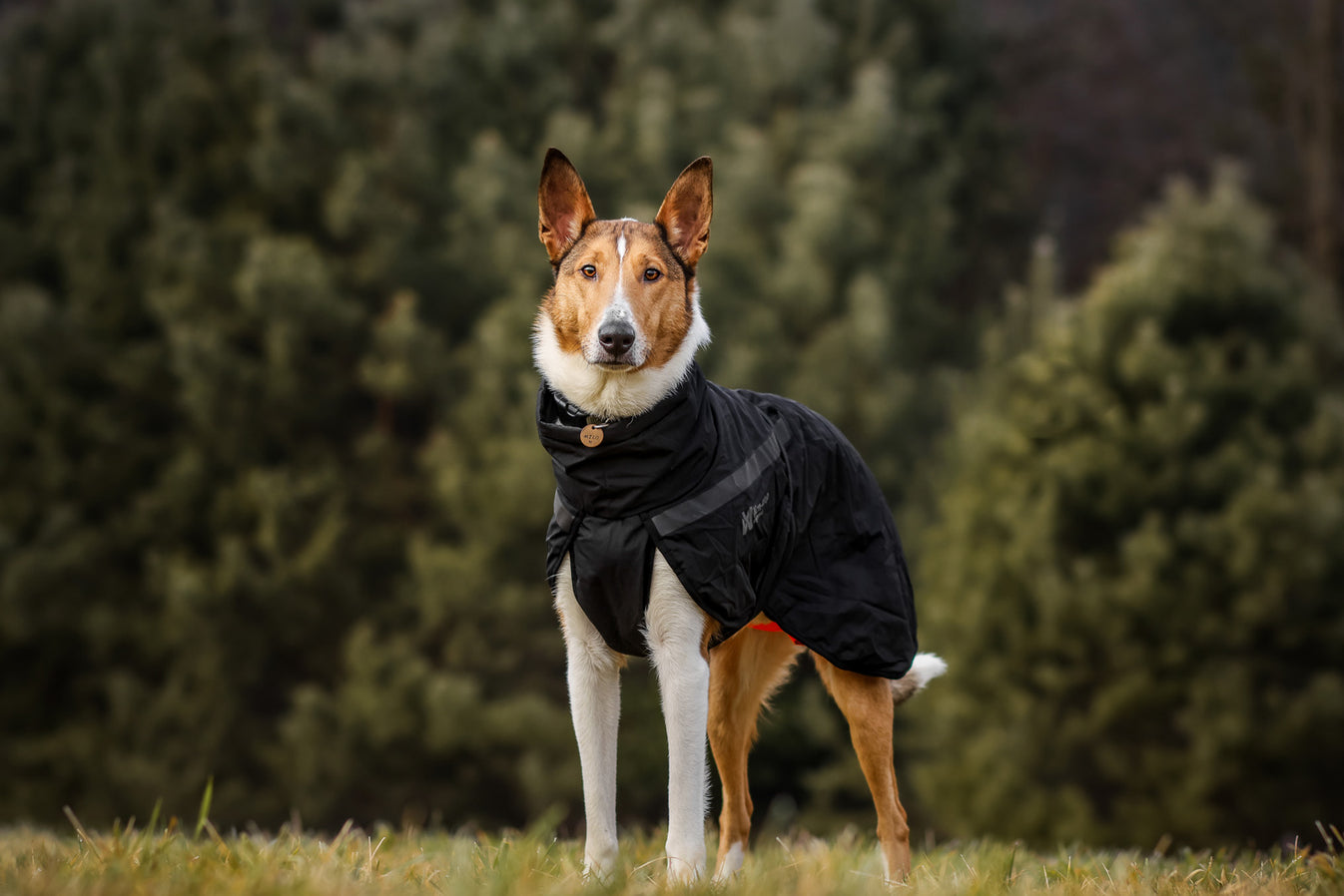 Dog jacket | Trekking insulated dog jacket – Non-stop dogwear